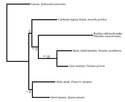 Reptile Phylogeny